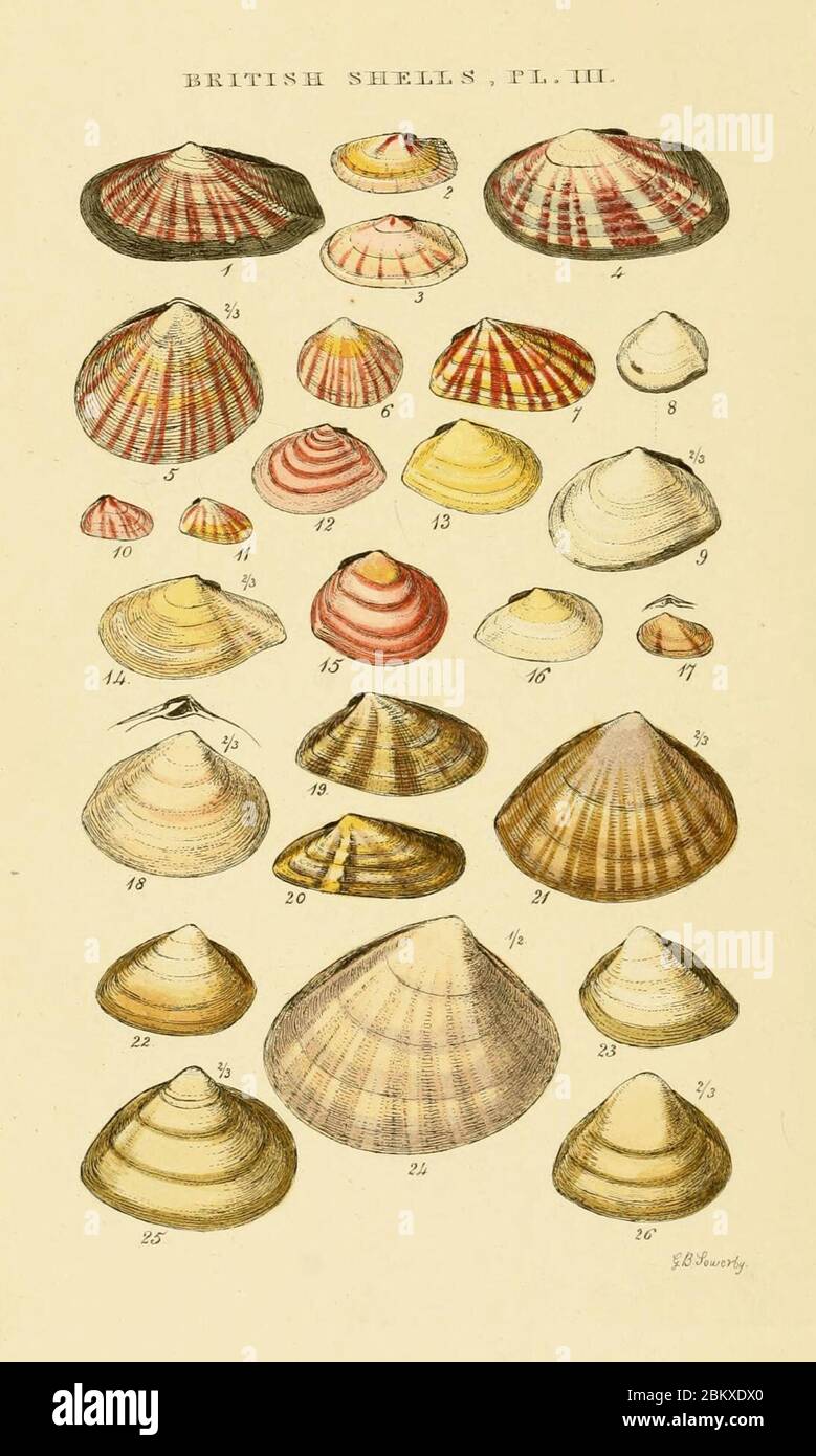 Illustrated Index of British Shells Plate 03 Stock Photo - Alamy