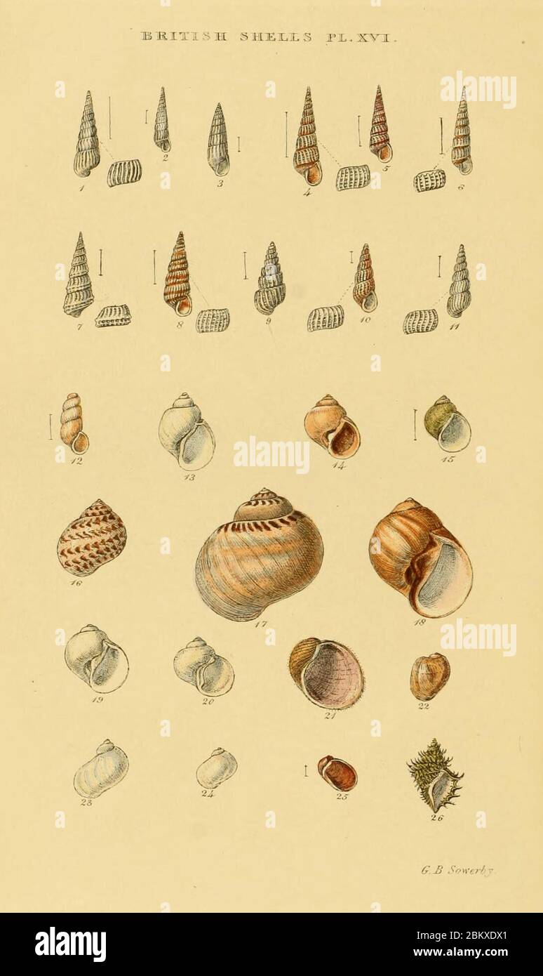 Illustrated Index of British Shells Plate 16 Stock Photo - Alamy