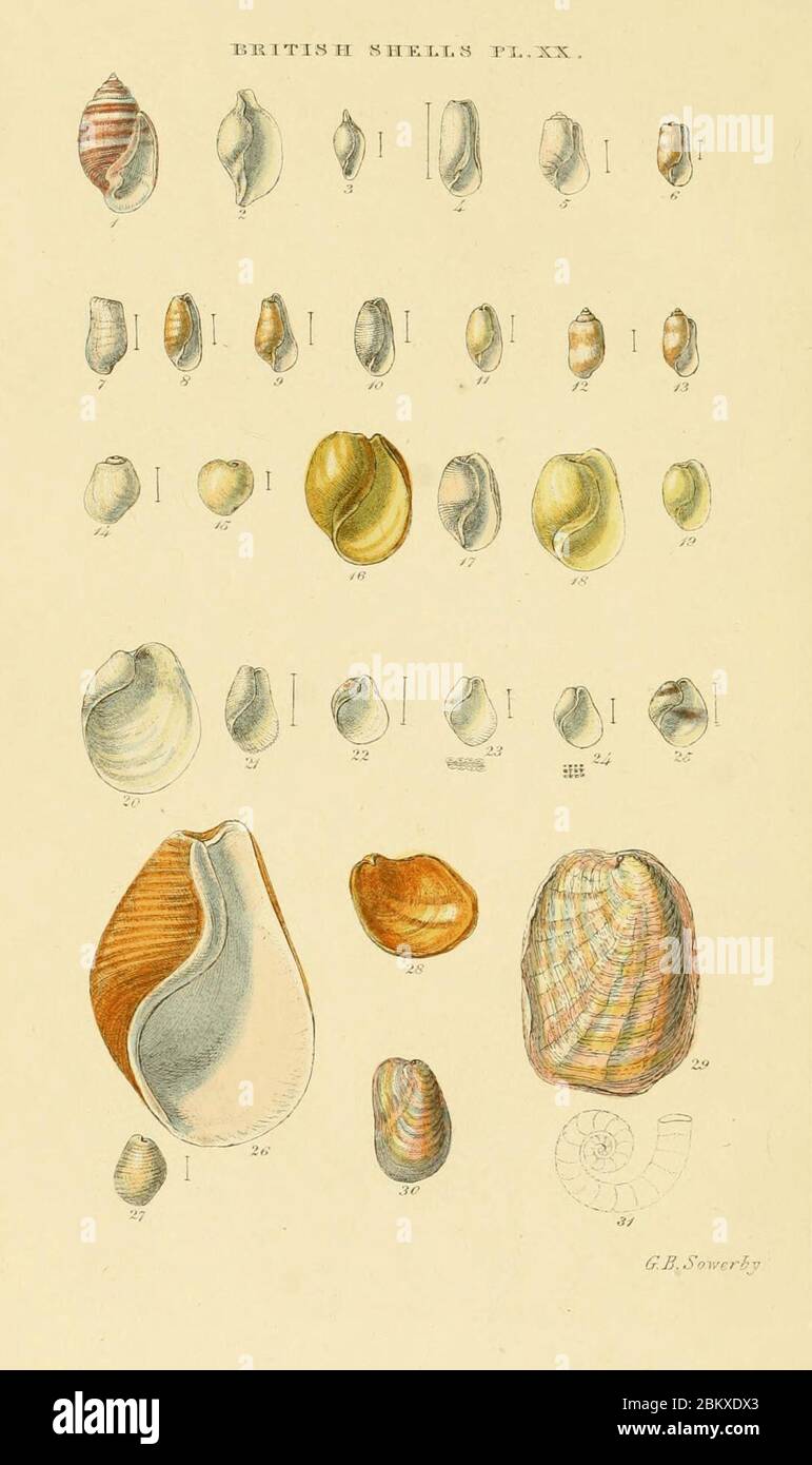 Illustrated Index of British Shells Plate 20 Stock Photo - Alamy