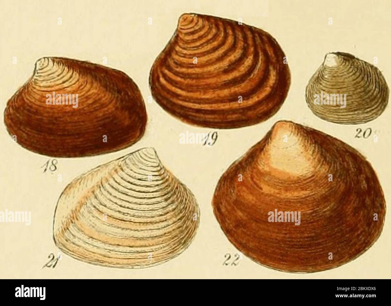 Illustrated Index of British Shells Plate 04 Figs 18-22 Stock Photo - Alamy