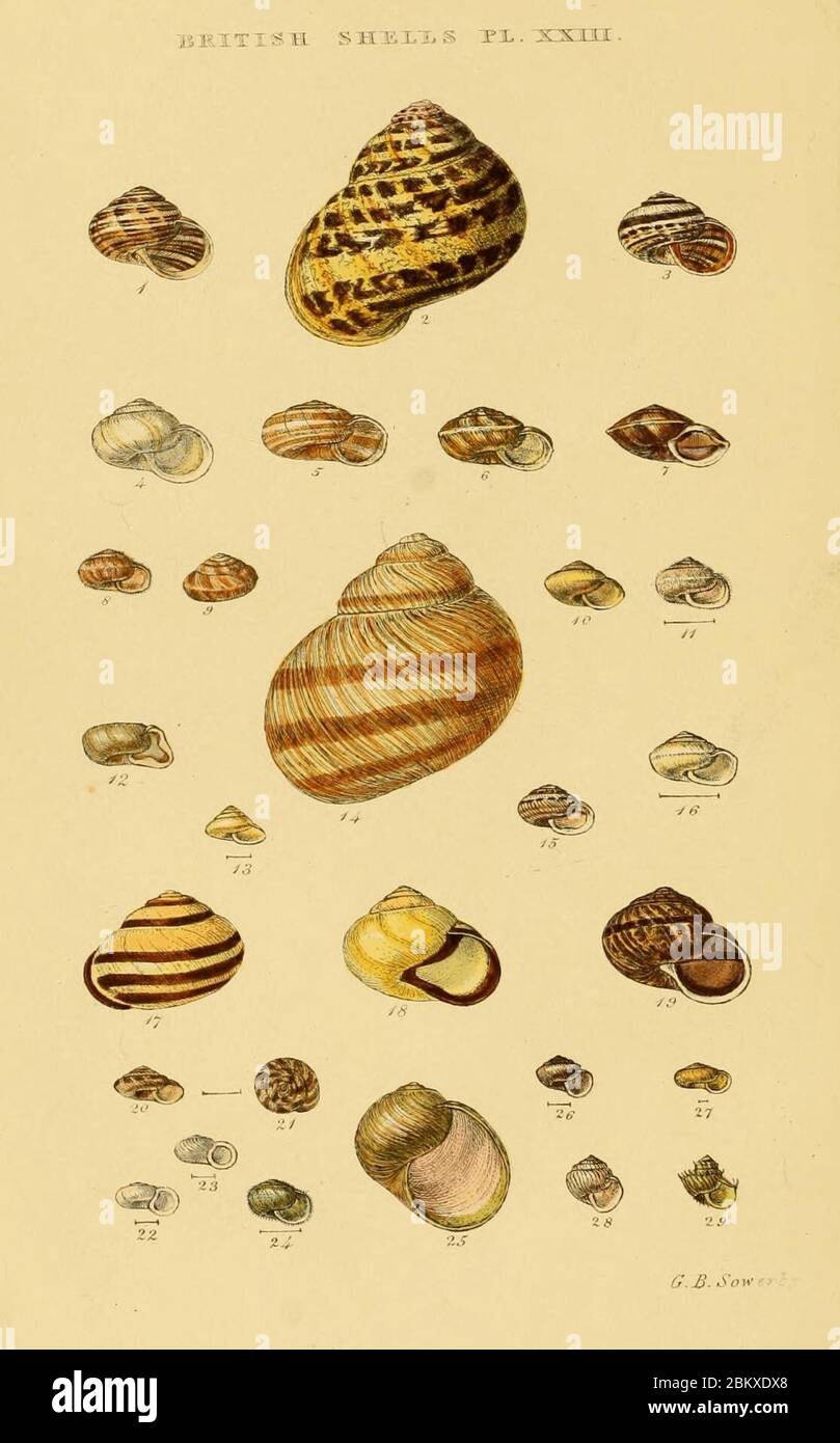 Illustrated Index of British Shells Plate 23 Stock Photo - Alamy