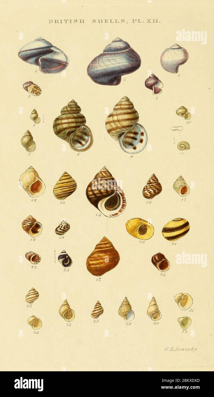 Illustrated Index of British Shells Plate 12 Stock Photo - Alamy
