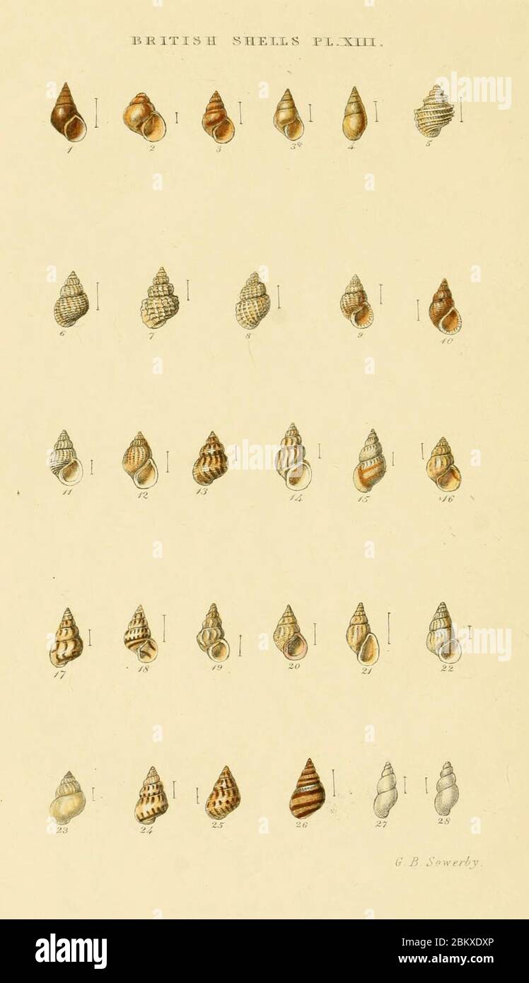 Illustrated Index of British Shells Plate 13 Stock Photo - Alamy