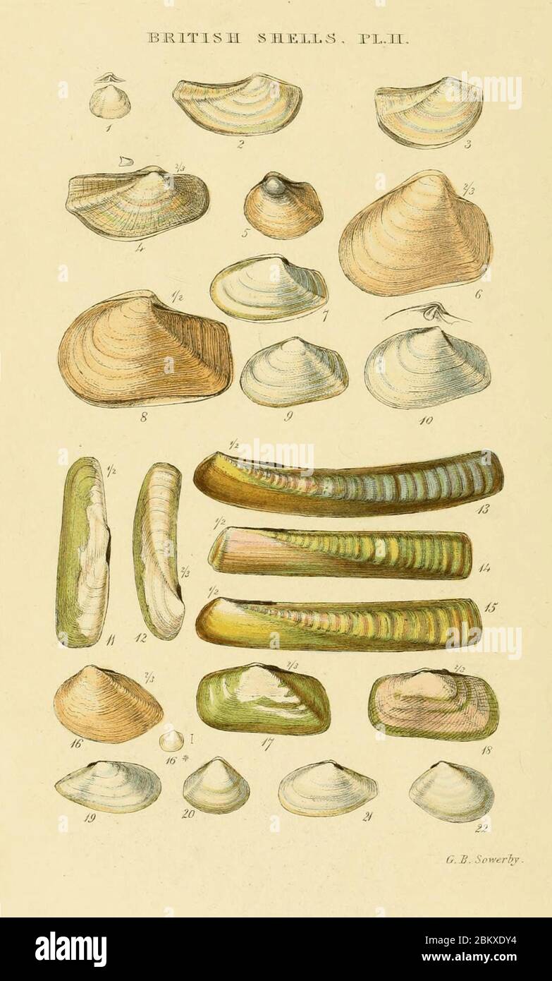 Illustrated Index of British Shells Plate 02 Stock Photo - Alamy