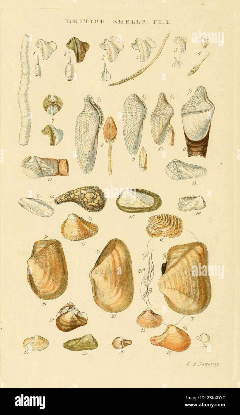 Illustrated Index of British Shells Plate 01 Stock Photo - Alamy