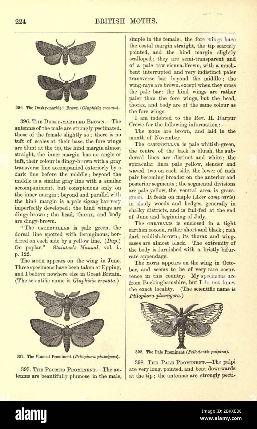 Illustrated natural history of British butterflies and moths (Page 224 ...