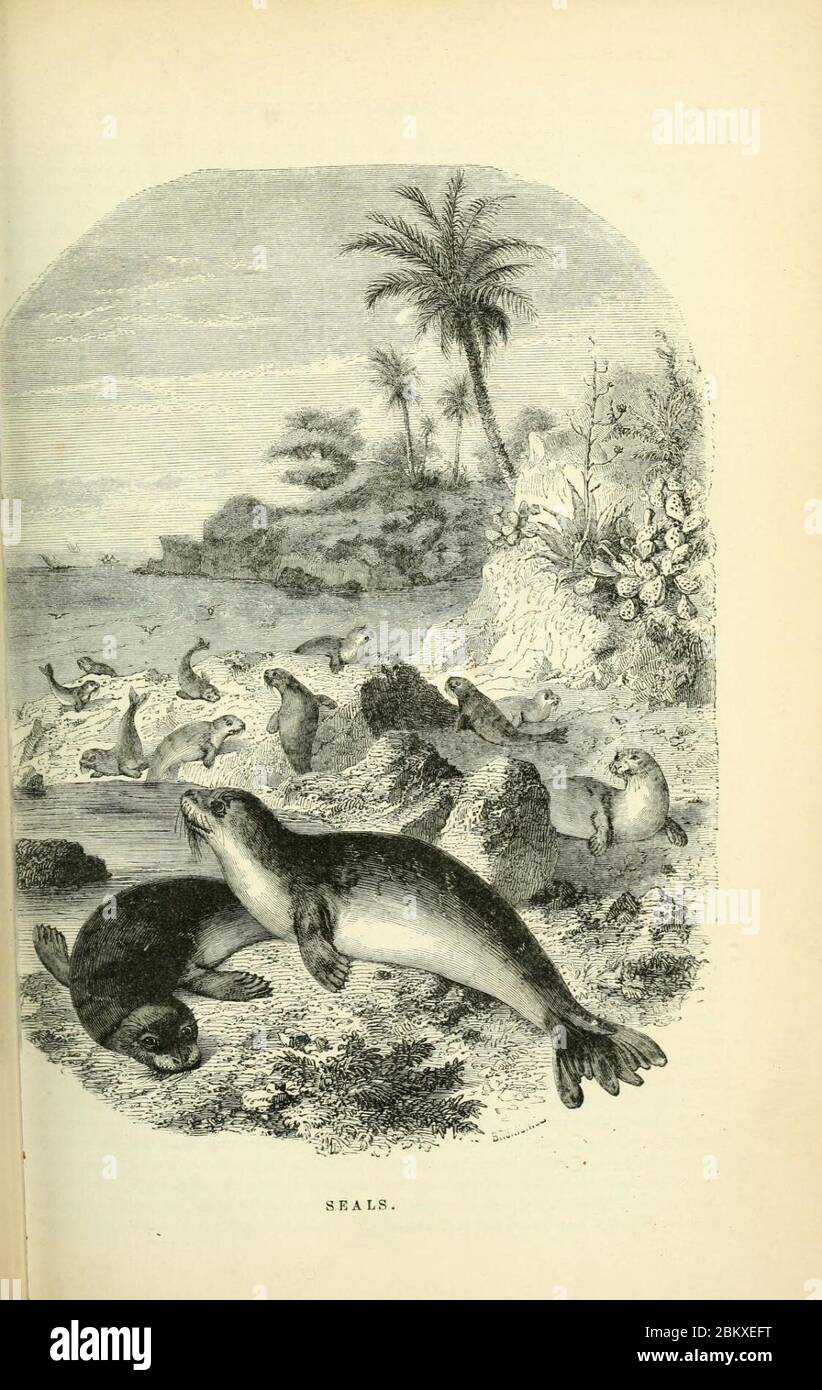 Illustrated natural history of the animal kingdom, being a systematic ...