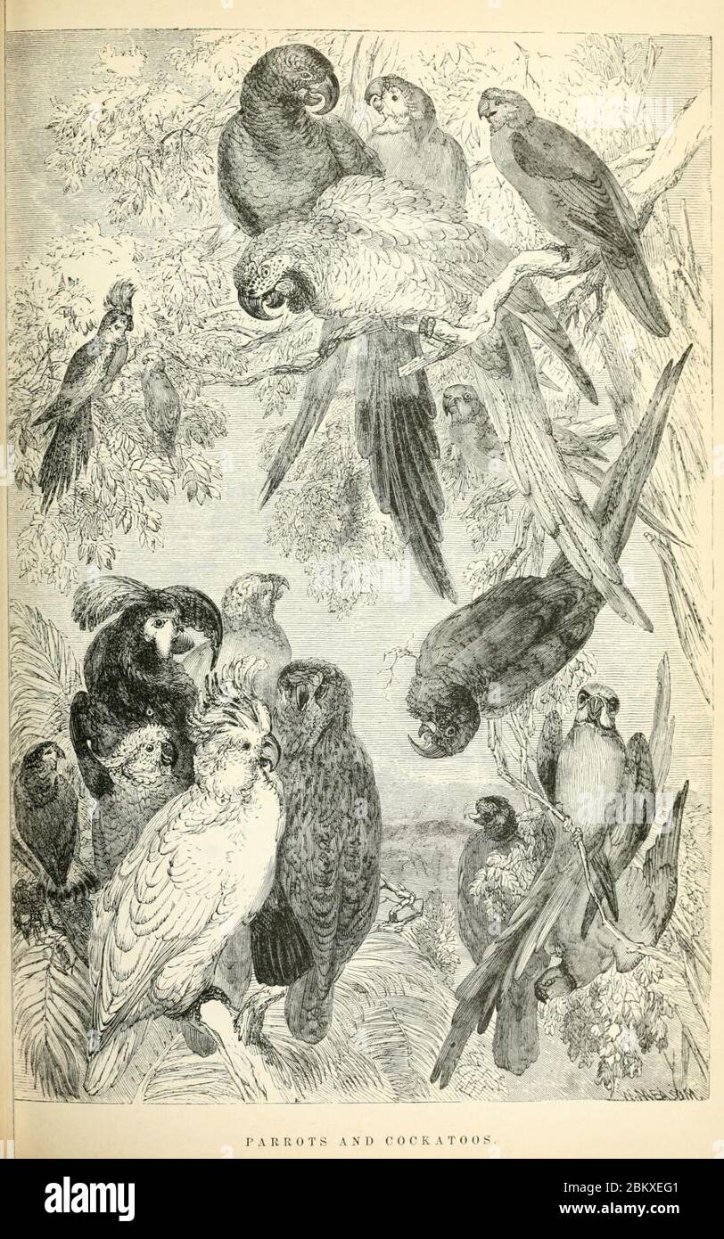 Illustrated natural history of the animal kingdom, being a systematic ...