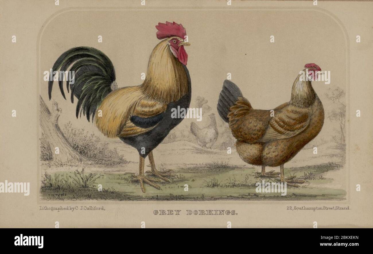 Illustrated series rare prize poultry hi-res stock photography and ...