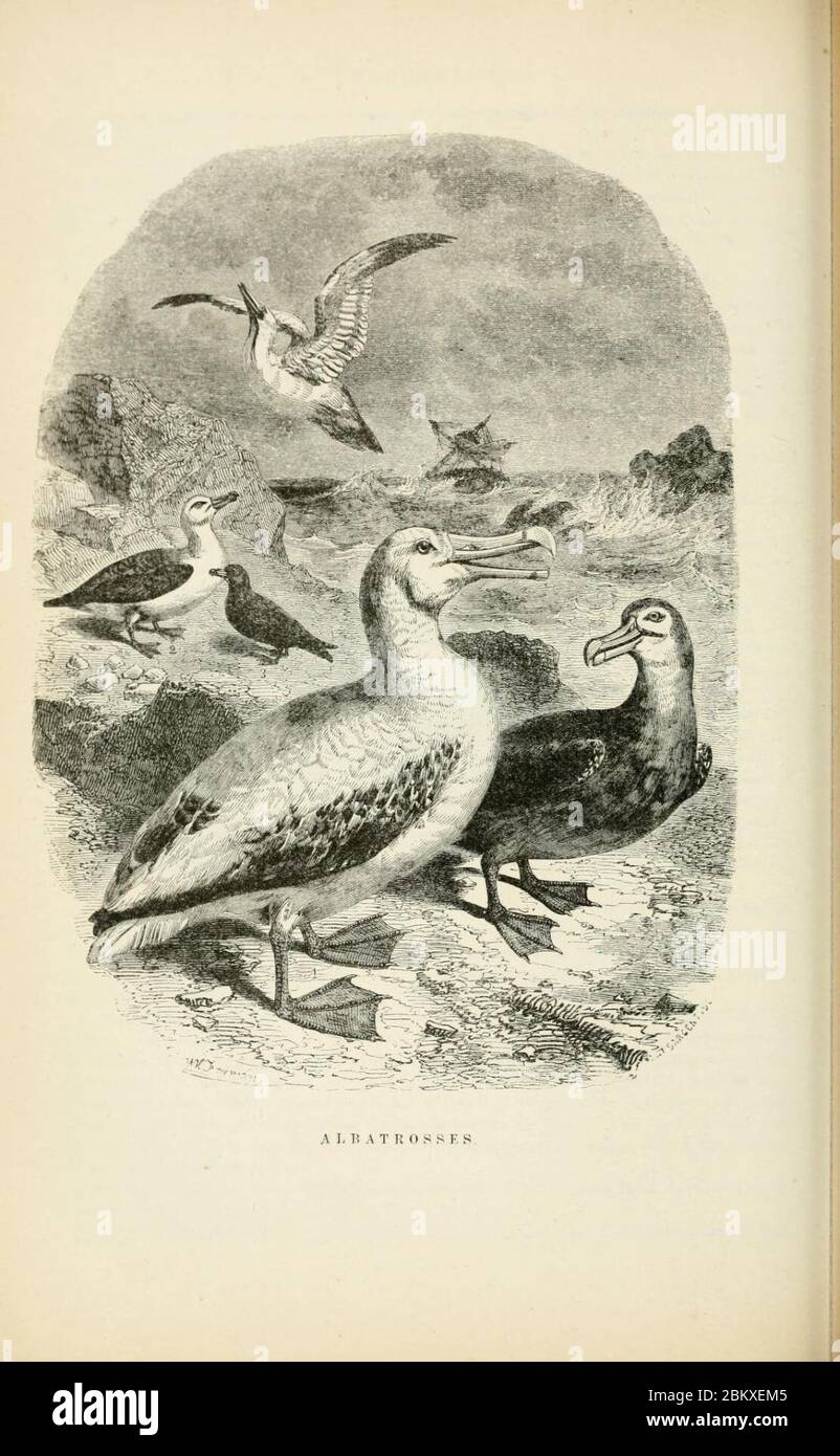 Illustrated natural history of the animal kingdom, being a systematic ...