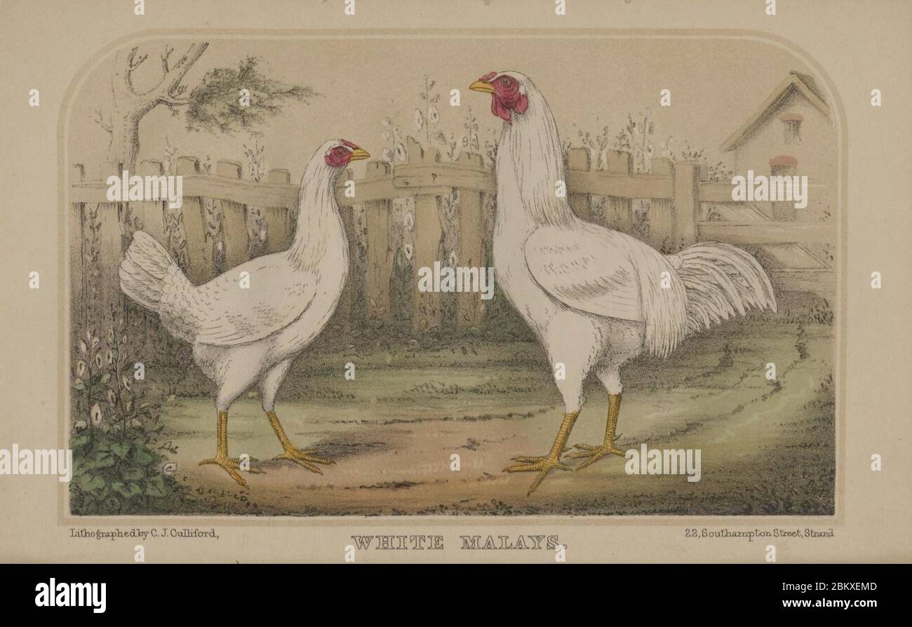 Illustrated series of rare and prize poultry including comprehensive ...