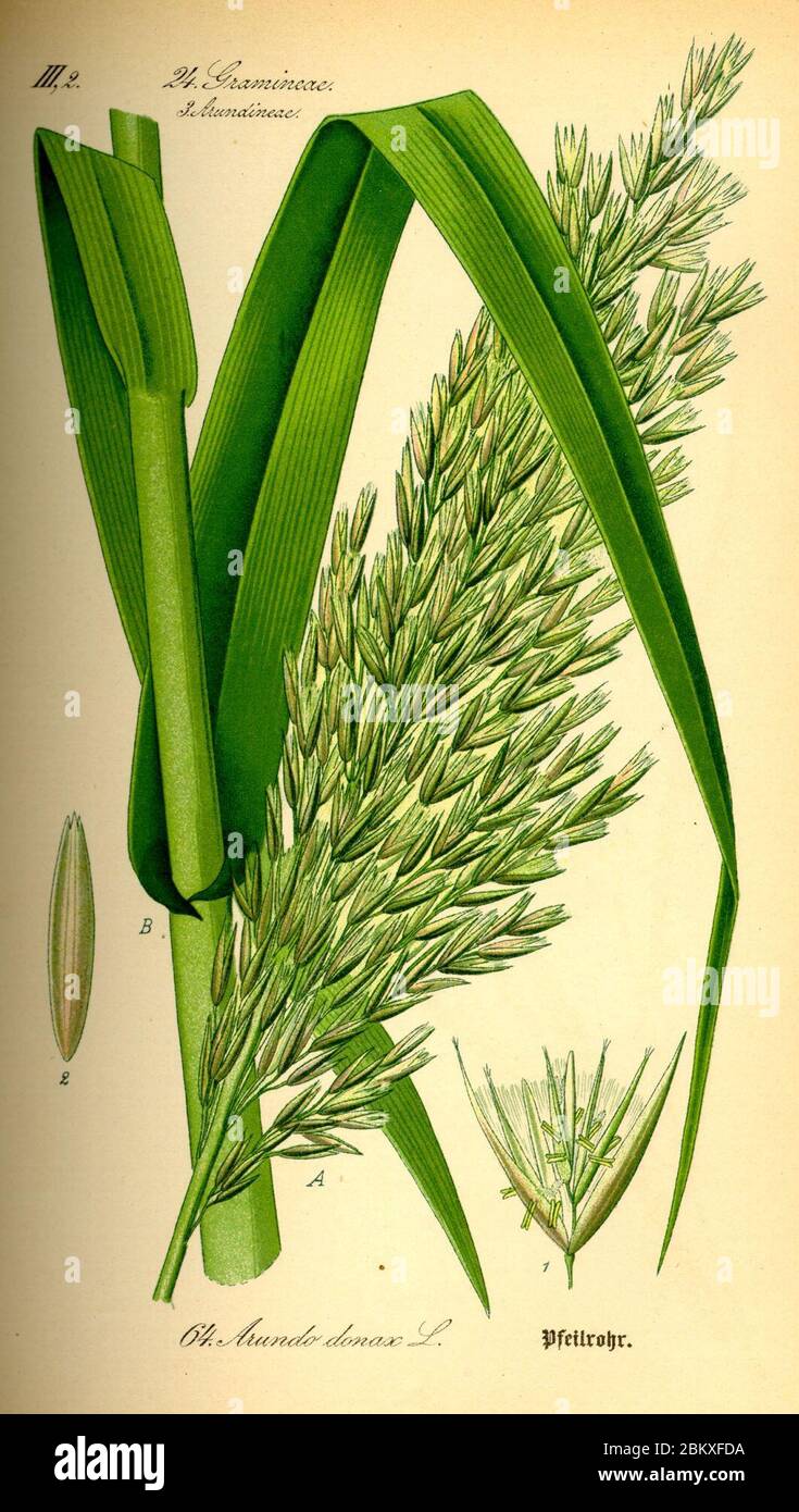 Illustration Arundo donax0 Stock Photo - Alamy