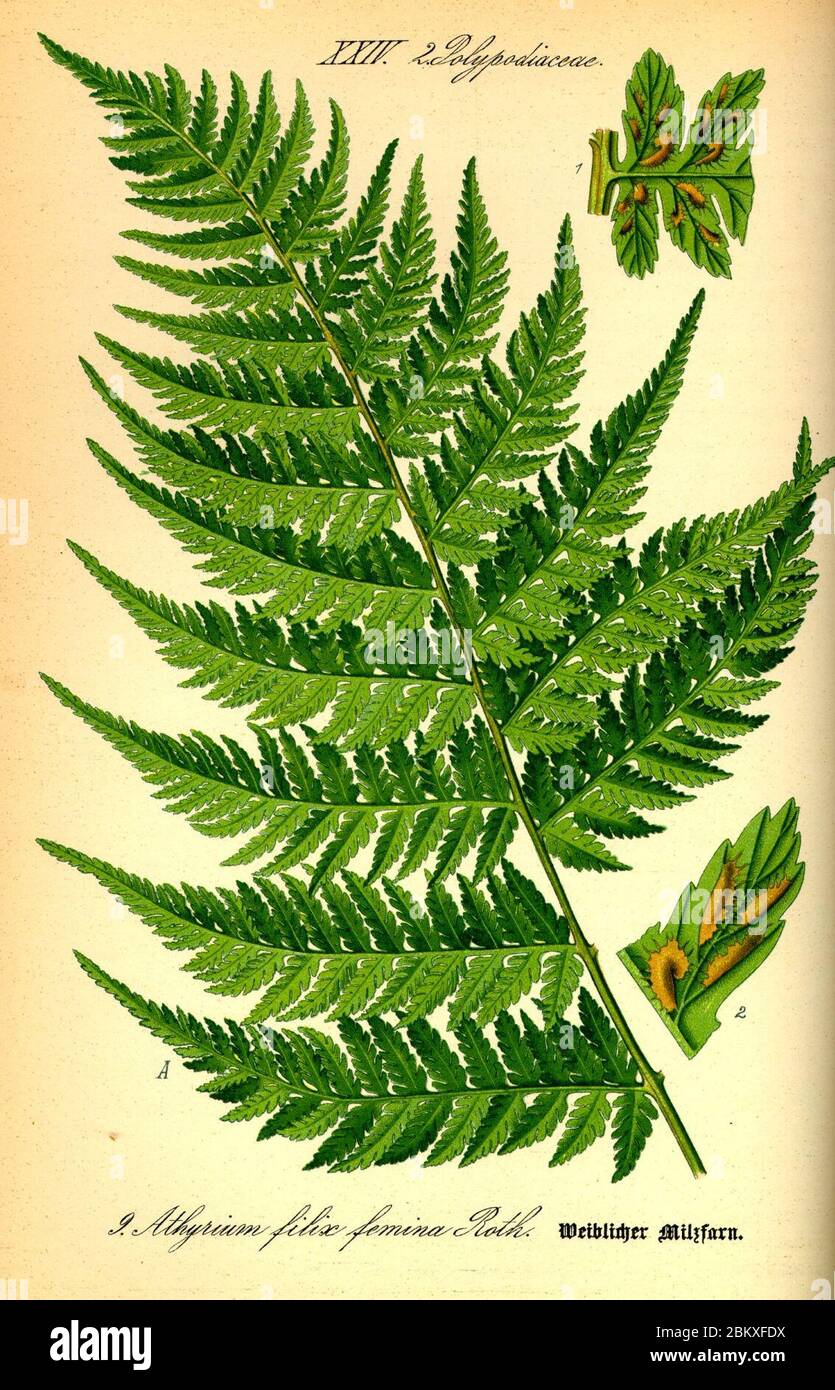 Illustration Athyrium filix-femina0 Stock Photo - Alamy