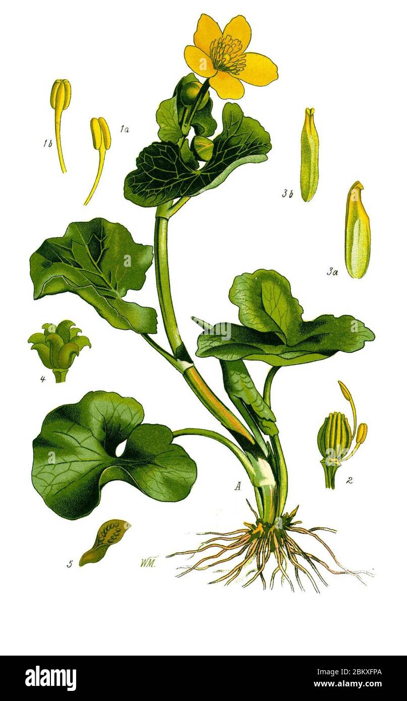 Illustration Caltha palustris1 Stock Photo - Alamy