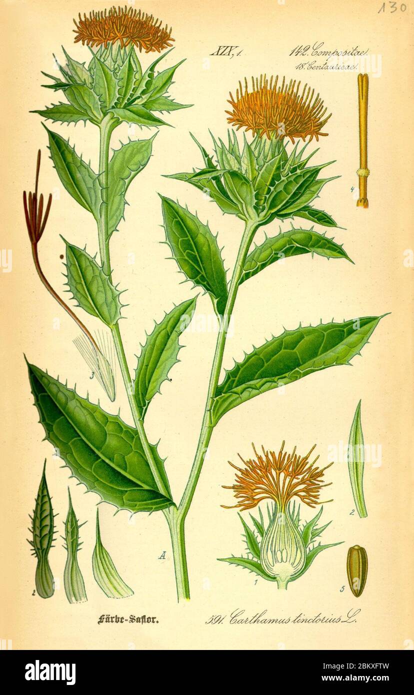 Illustration Carthamus tinctorius0 Stock Photo - Alamy