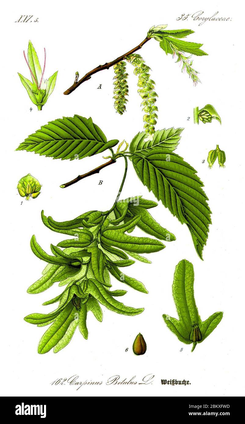 Carpinus betulus illustration hi-res stock photography and images - Alamy