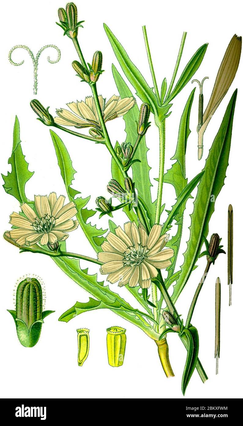 Cichorium intybus illustration hi-res stock photography and images - Alamy