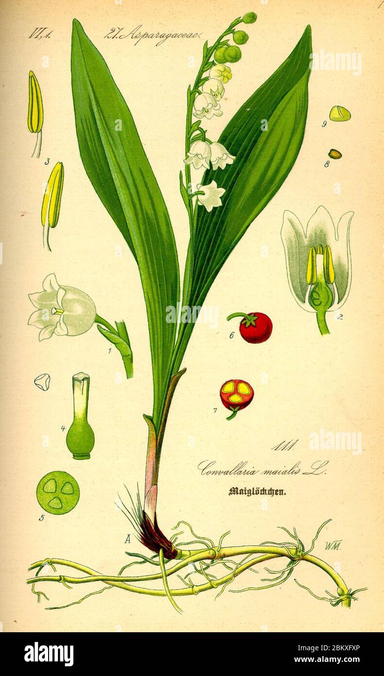 Illustration Convallaria majalis0 Stock Photo - Alamy
