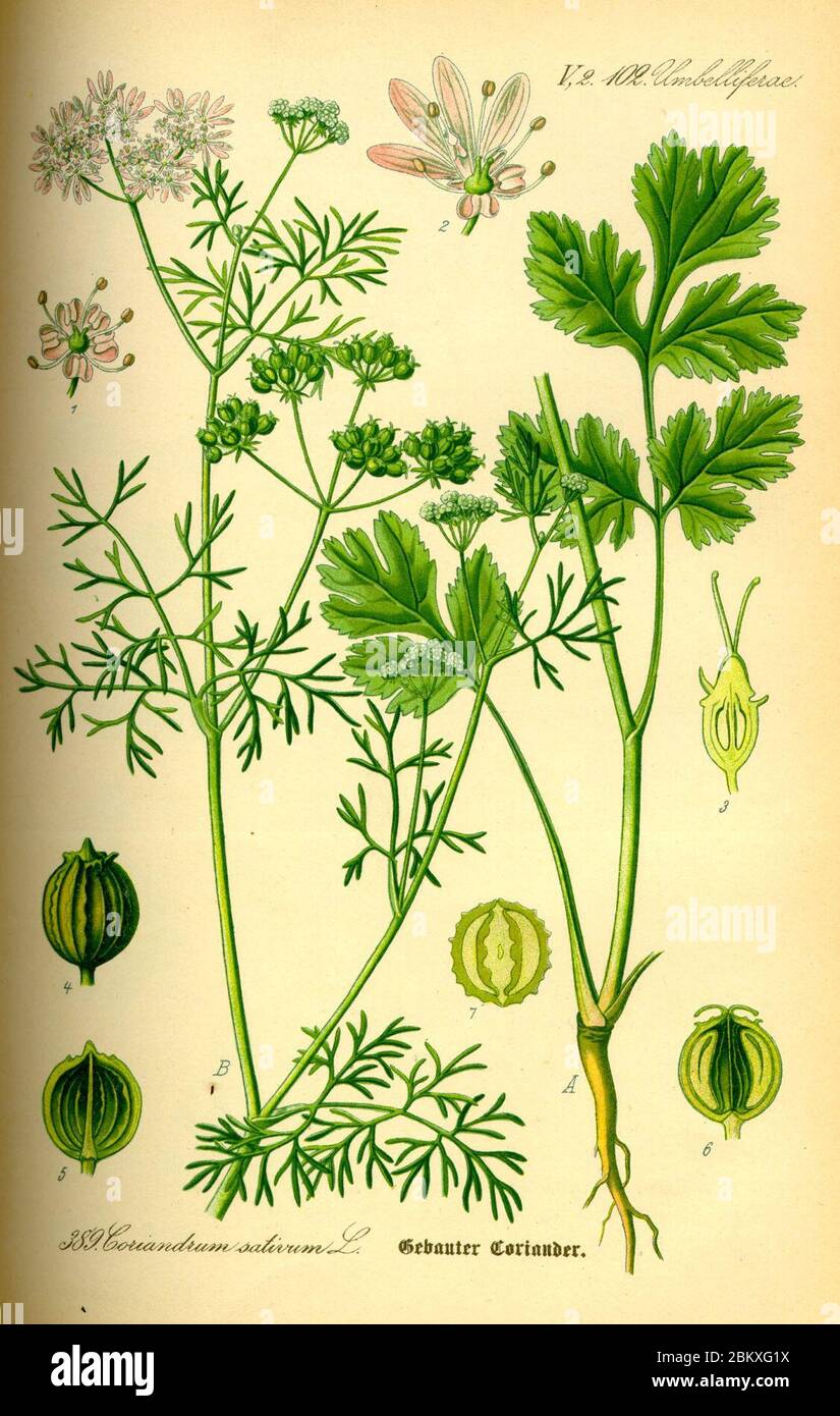 Illustration Coriandrum sativum0 Stock Photo - Alamy