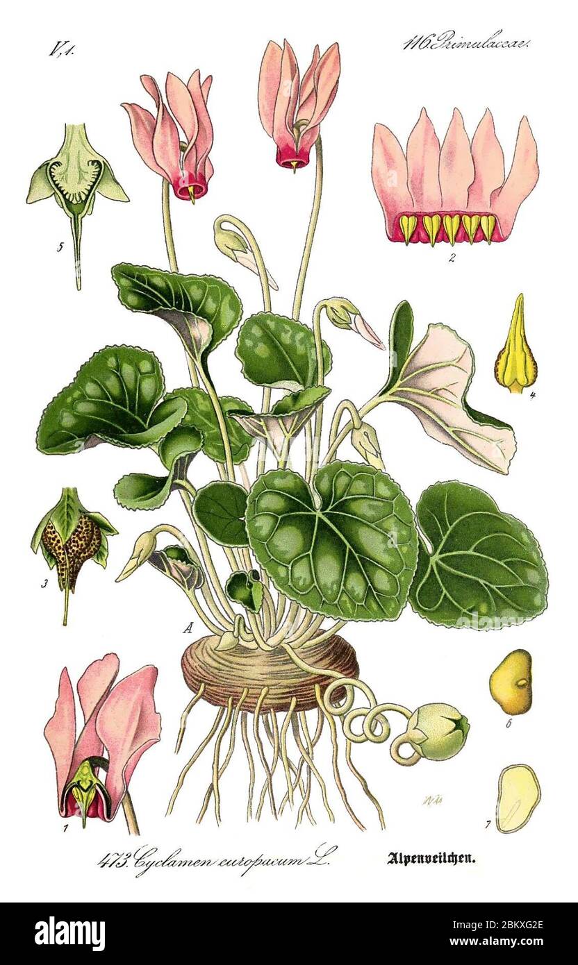 Cyclamen illustration hi-res stock photography and images - Alamy