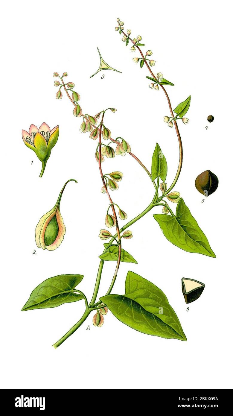 Illustration Fallopia dumetorum1 Stock Photo - Alamy