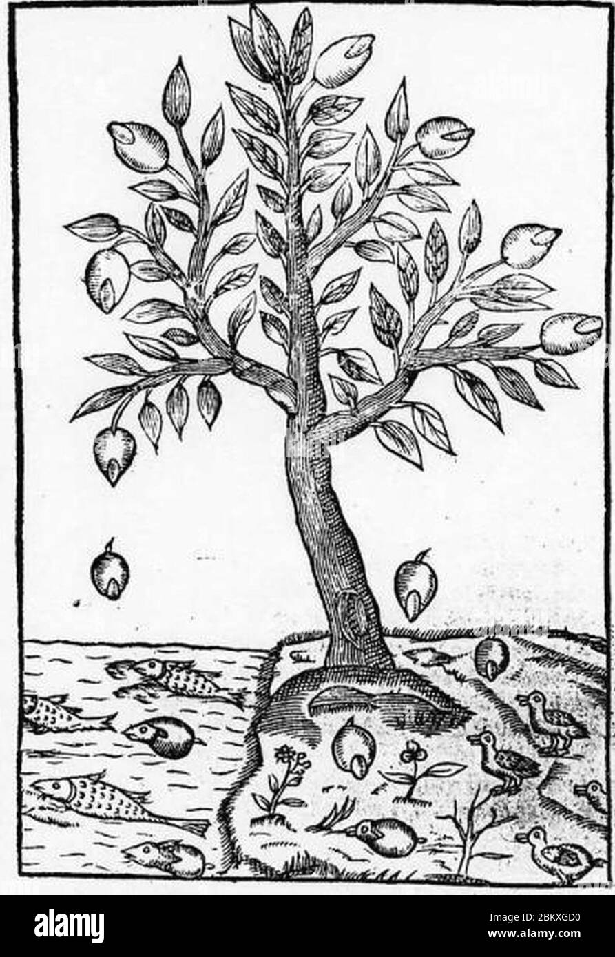 Illustration from 'Histoire Admirable des Plantes...' Stock Photo - Alamy
