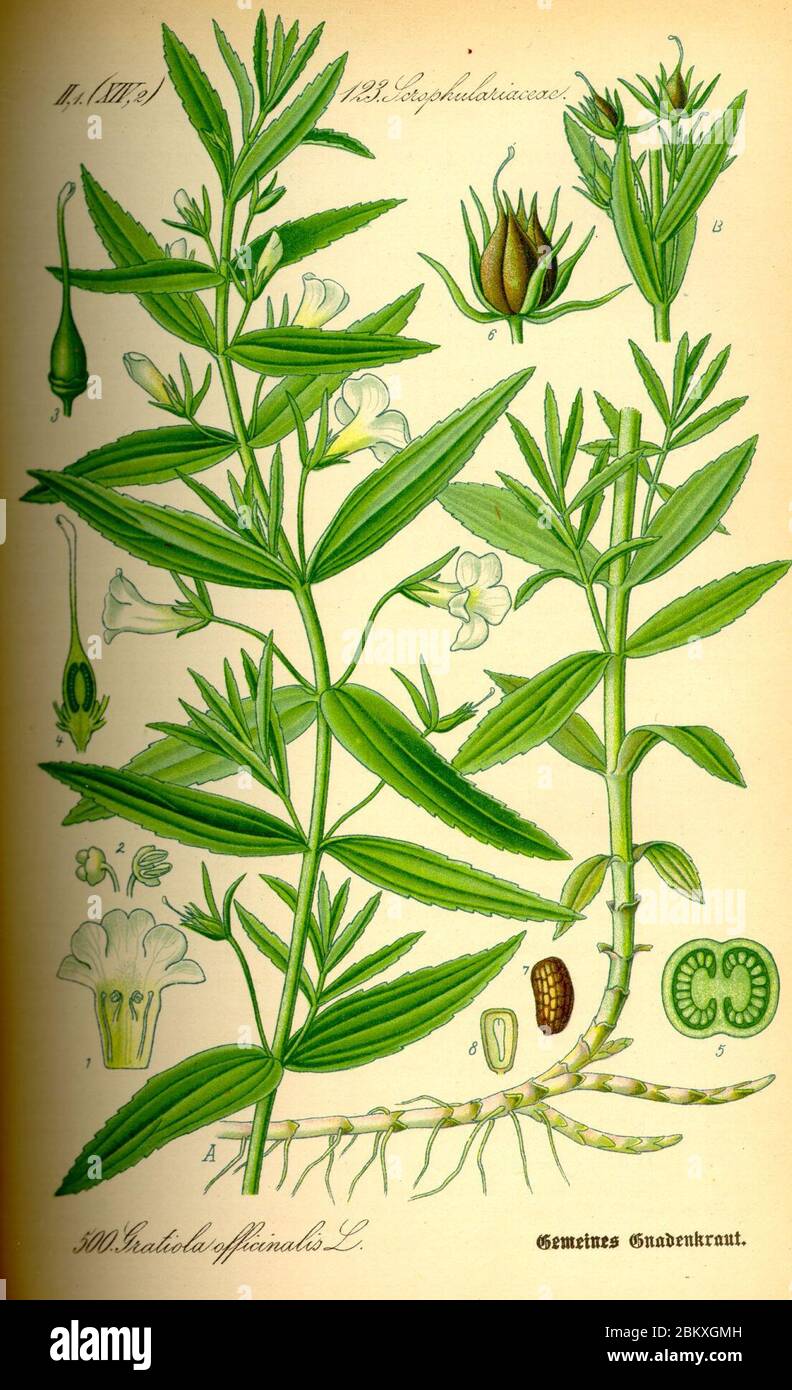 Illustration Gratiola officinalis0 Stock Photo - Alamy