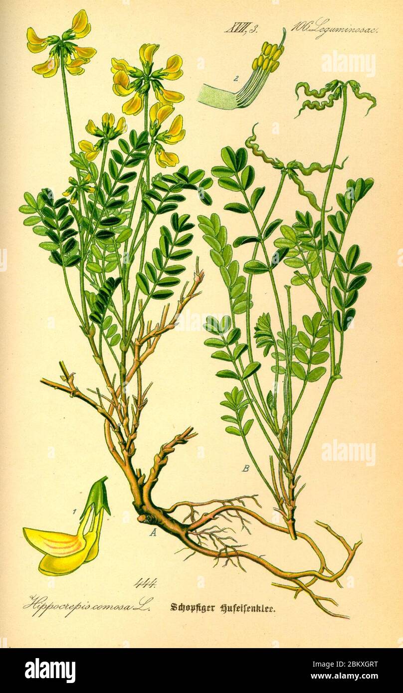 Illustration Hippocrepis comosa0 Stock Photo - Alamy