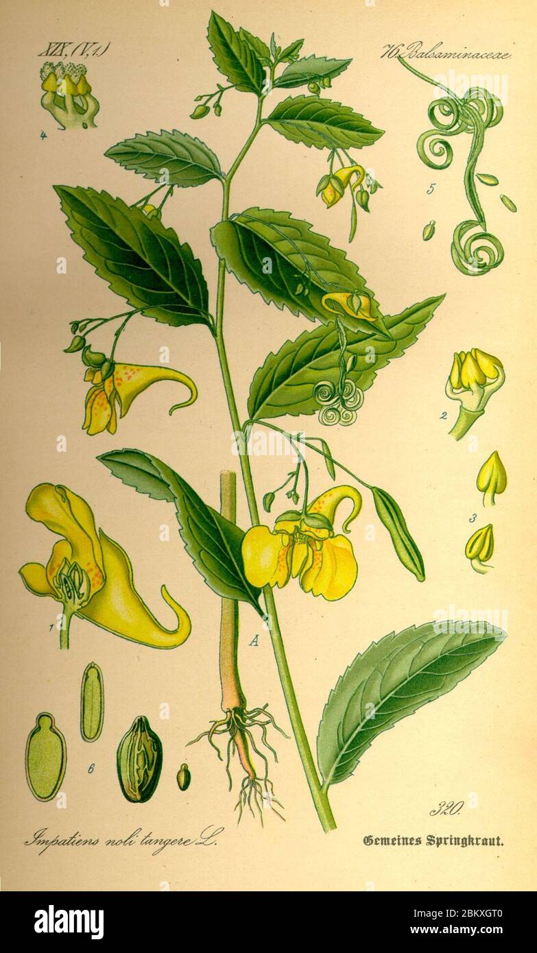 Illustration Impatiens noli-tangere0 Stock Photo - Alamy