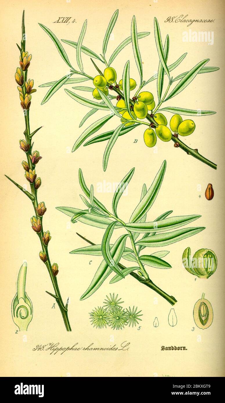 Illustration Hippophae rhamnoides0 Stock Photo - Alamy