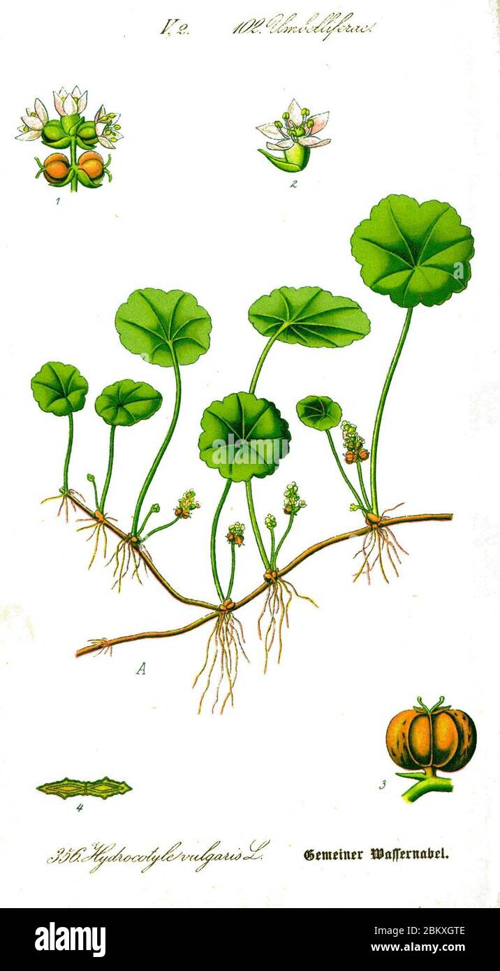 Illustration Hydrocotyle vulgaris0 Stock Photo - Alamy