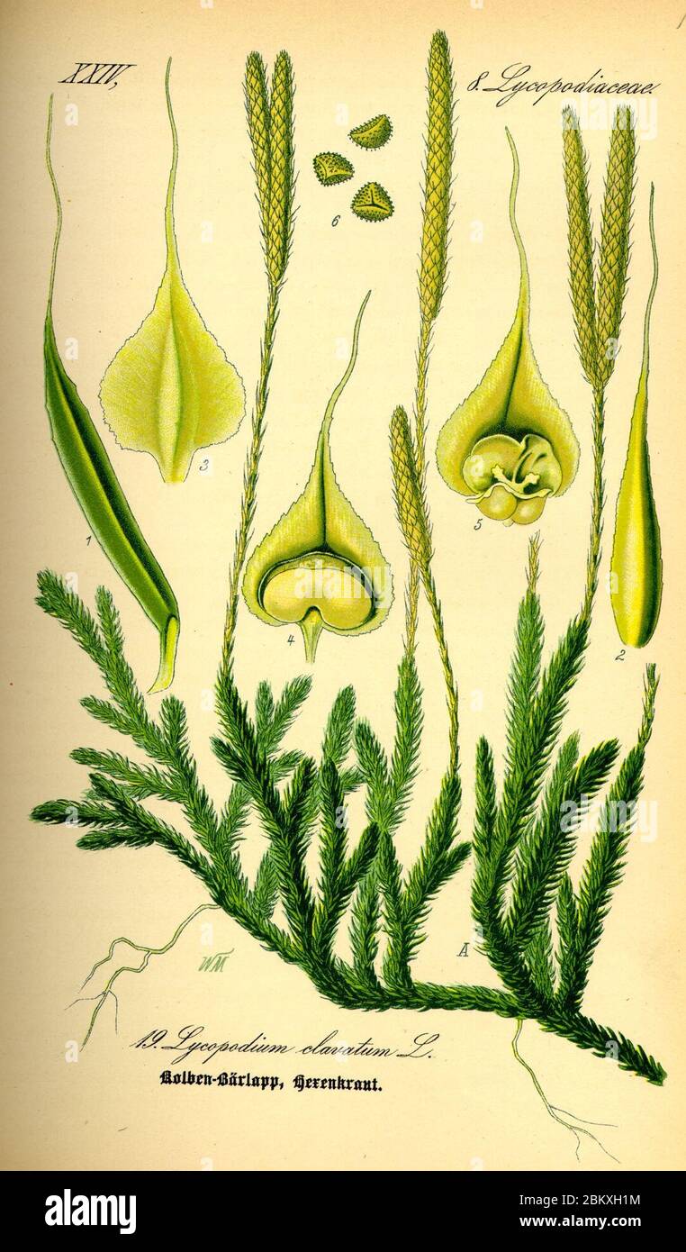 Illustration Lycopodium clavatum0 Stock Photo - Alamy