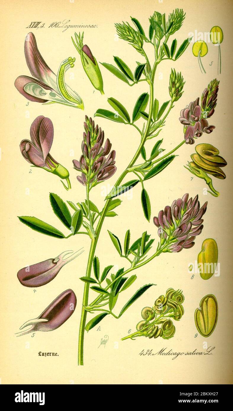 Illustration Medicago sativa0 Stock Photo - Alamy