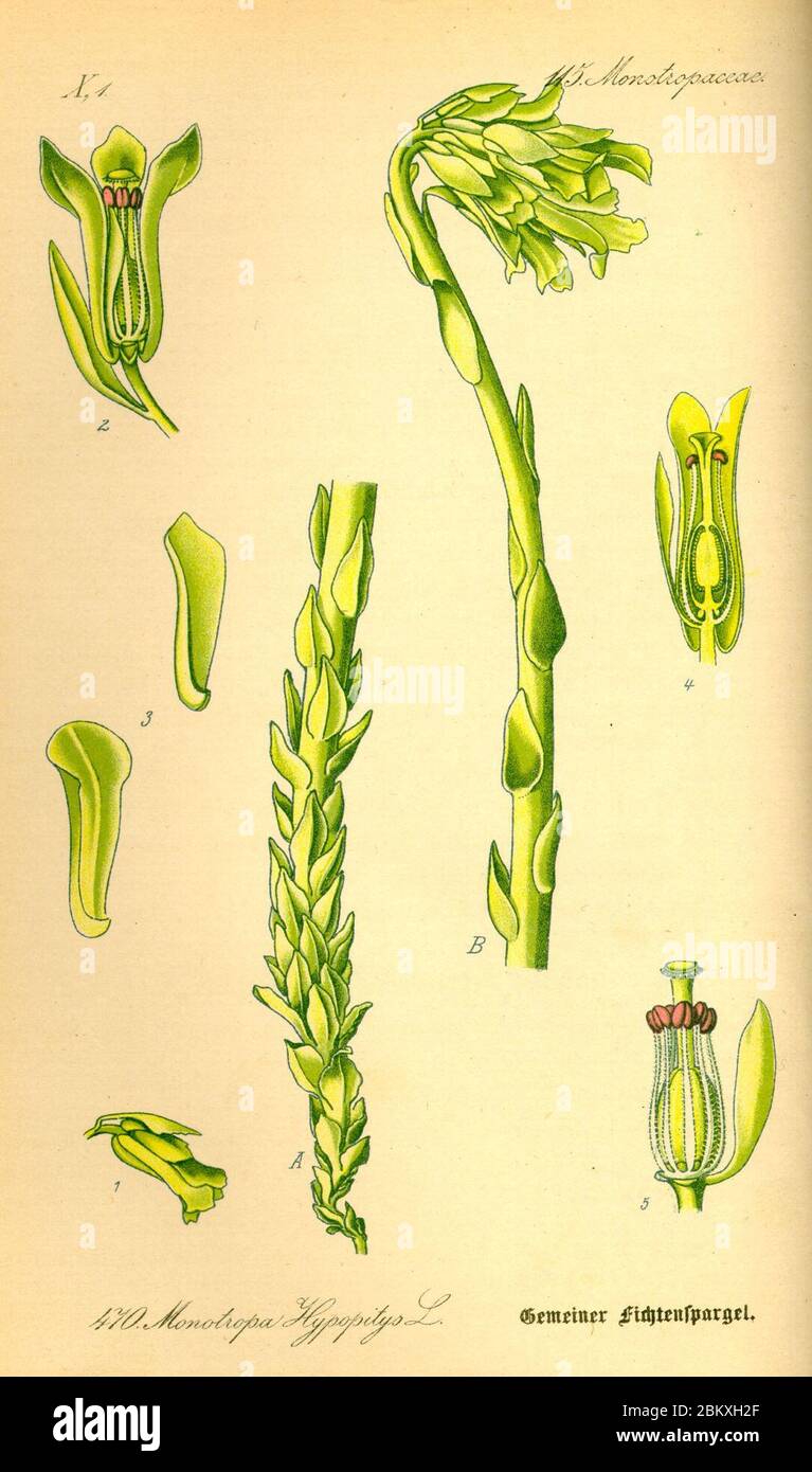 Illustration Monotropa hypopitys0 Stock Photo - Alamy