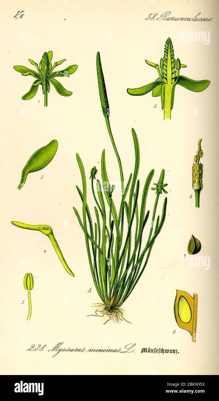 Illustration Myosurus minimus0 Stock Photo - Alamy