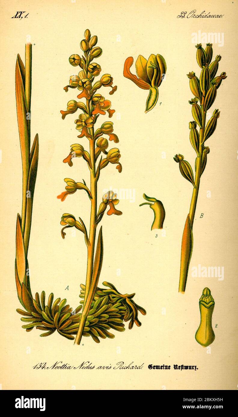 Illustration Neottia nidus-avis0 Stock Photo - Alamy