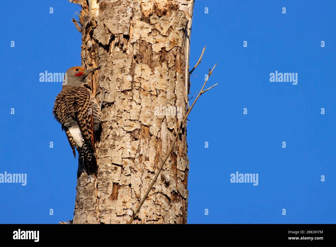 St louis ponds hi-res stock photography and images - Alamy