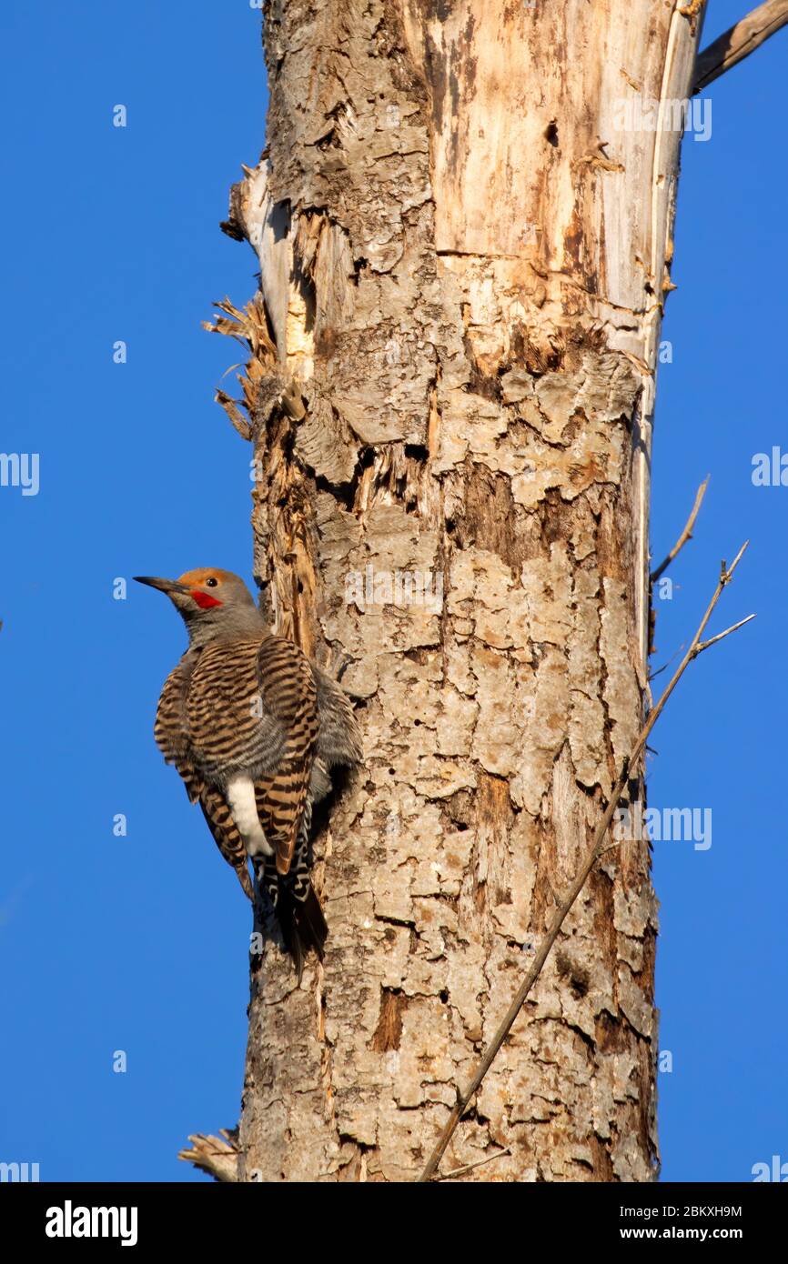St louis ponds public fishing area hi-res stock photography and images ...