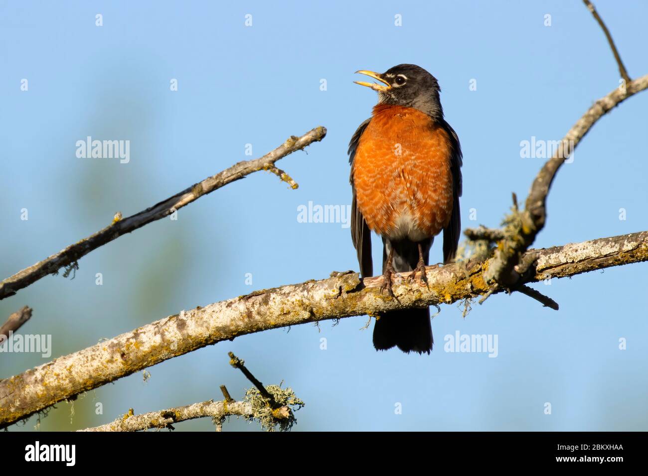 American robin (Turdus migratorius), St Louis Ponds Public Fishing Area ...
