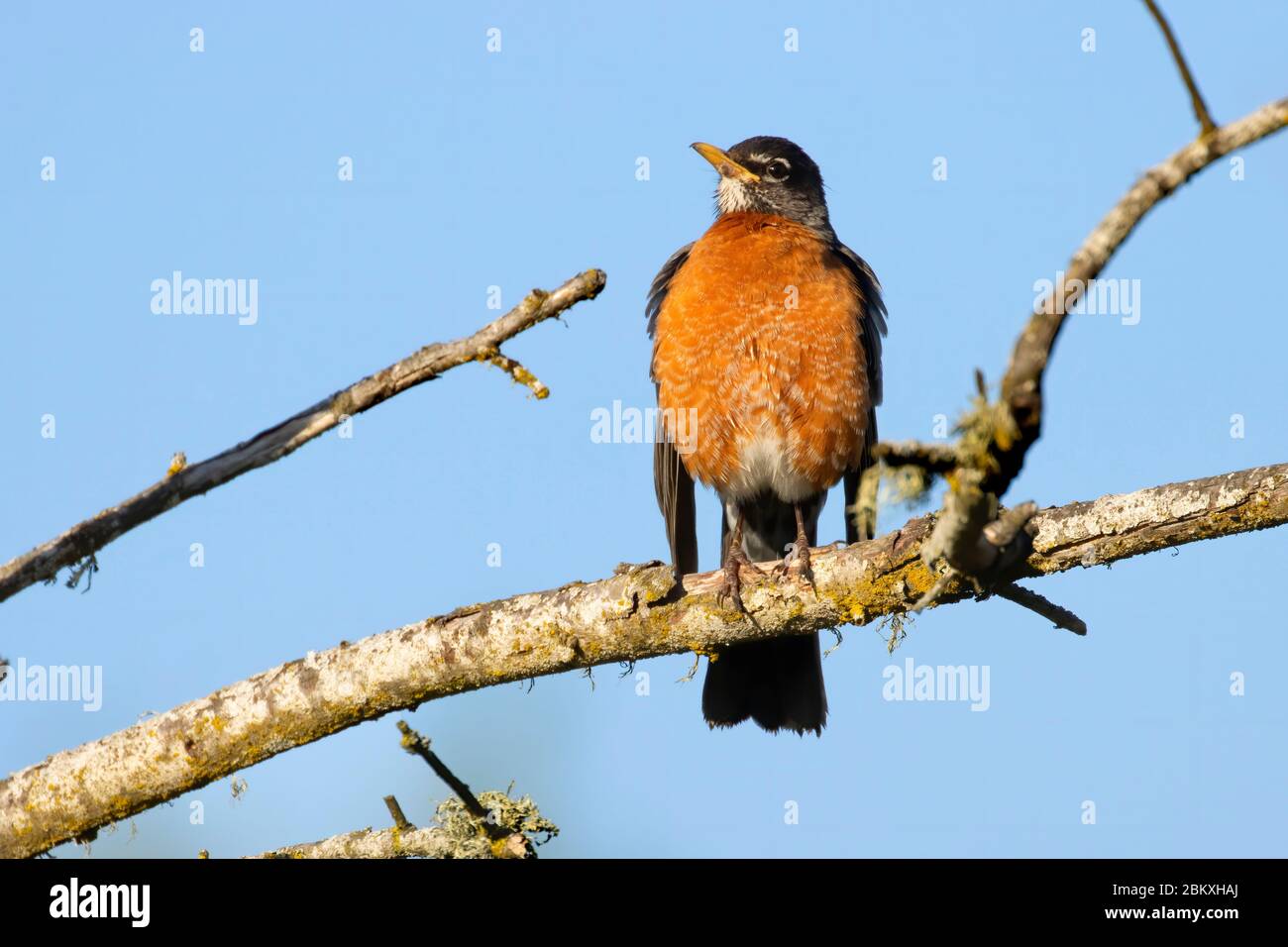 American robin (Turdus migratorius), St Louis Ponds Public Fishing Area ...