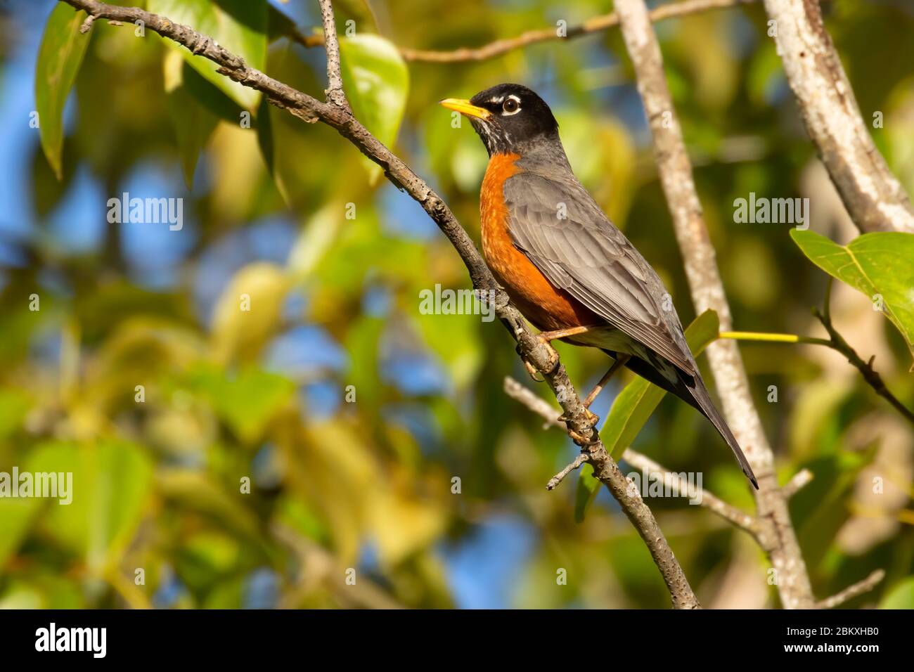 American robin (Turdus migratorius), St Louis Ponds Public Fishing Area ...
