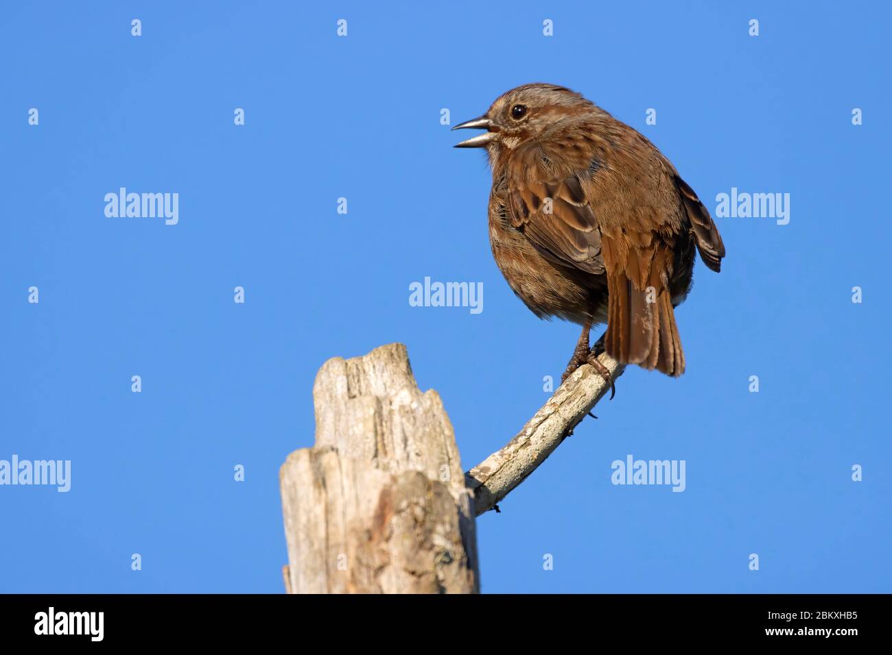 Sparrow, St Louis Ponds Public Fishing Area, Oregon Stock Photo - Alamy