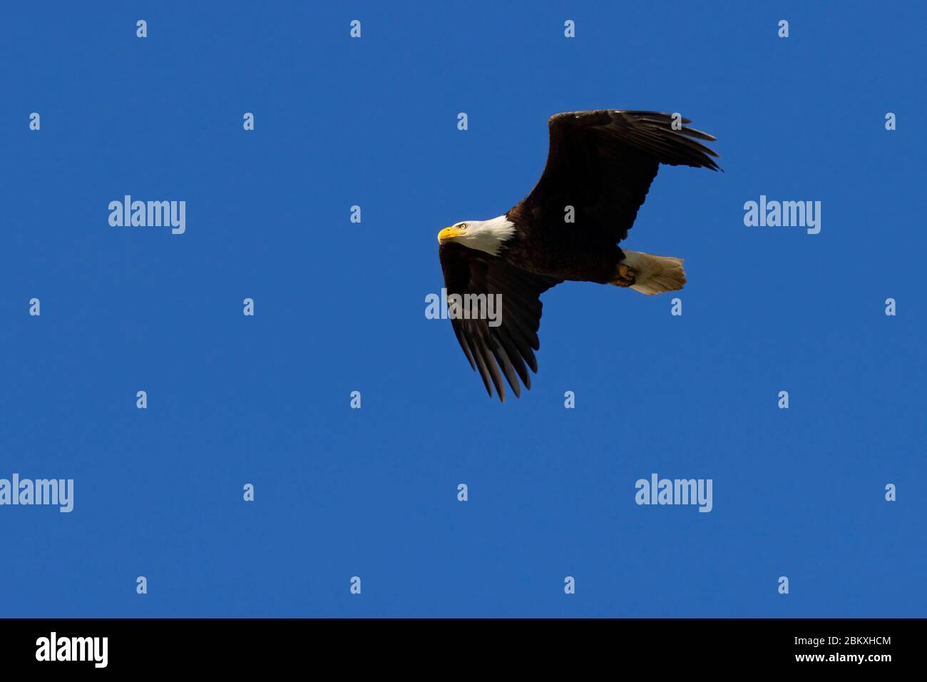 Bald eagle (Haliaeetus leucocephalus), Ankeny National Wildlife Refuge ...