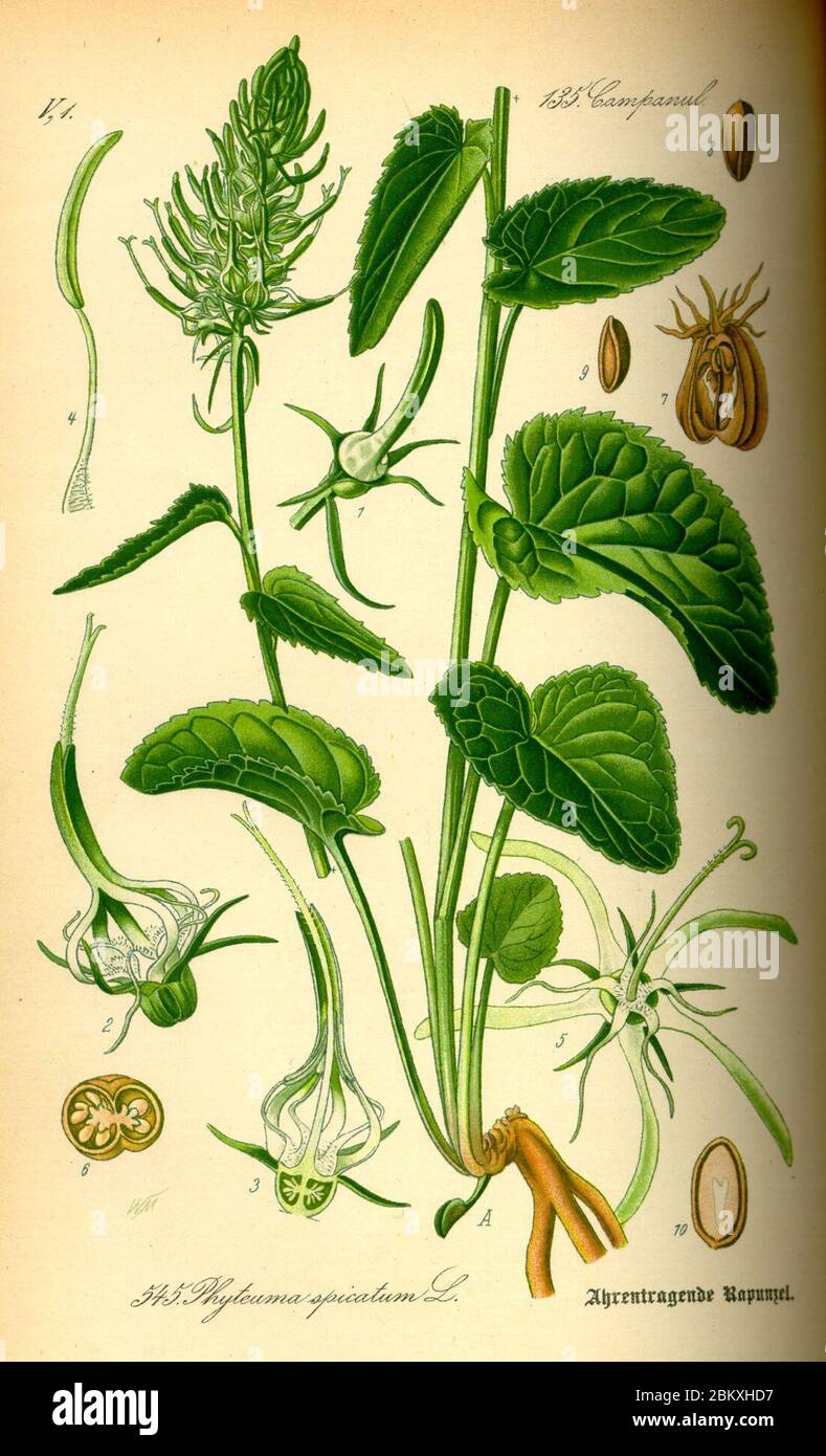 Illustration Phyteuma spicatum0 Stock Photo - Alamy