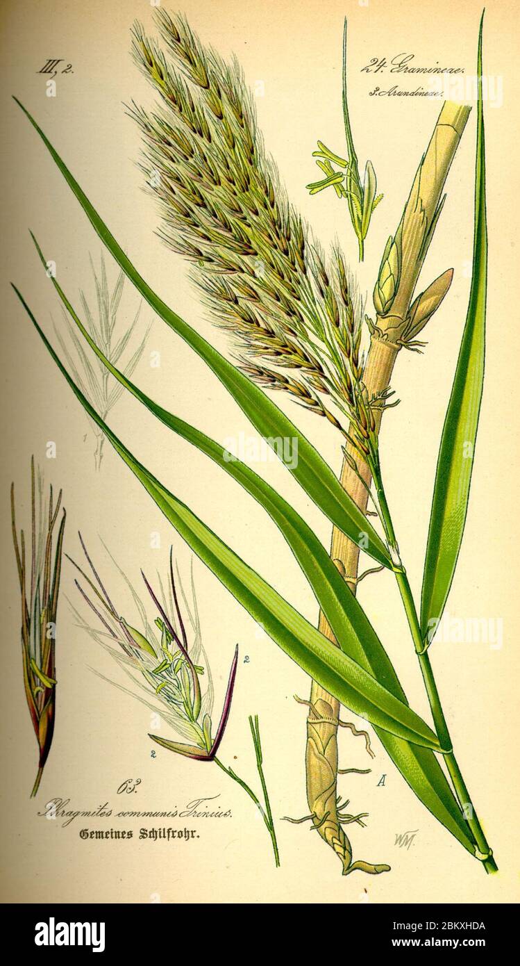 Illustration Phragmites australis0 Stock Photo - Alamy