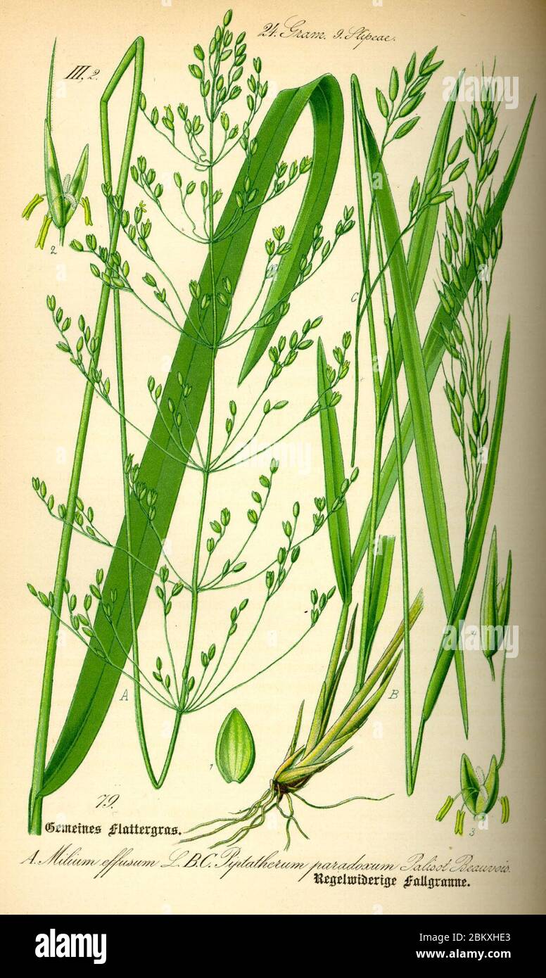 Illustration Piptatherum paradoxum0 Stock Photo - Alamy