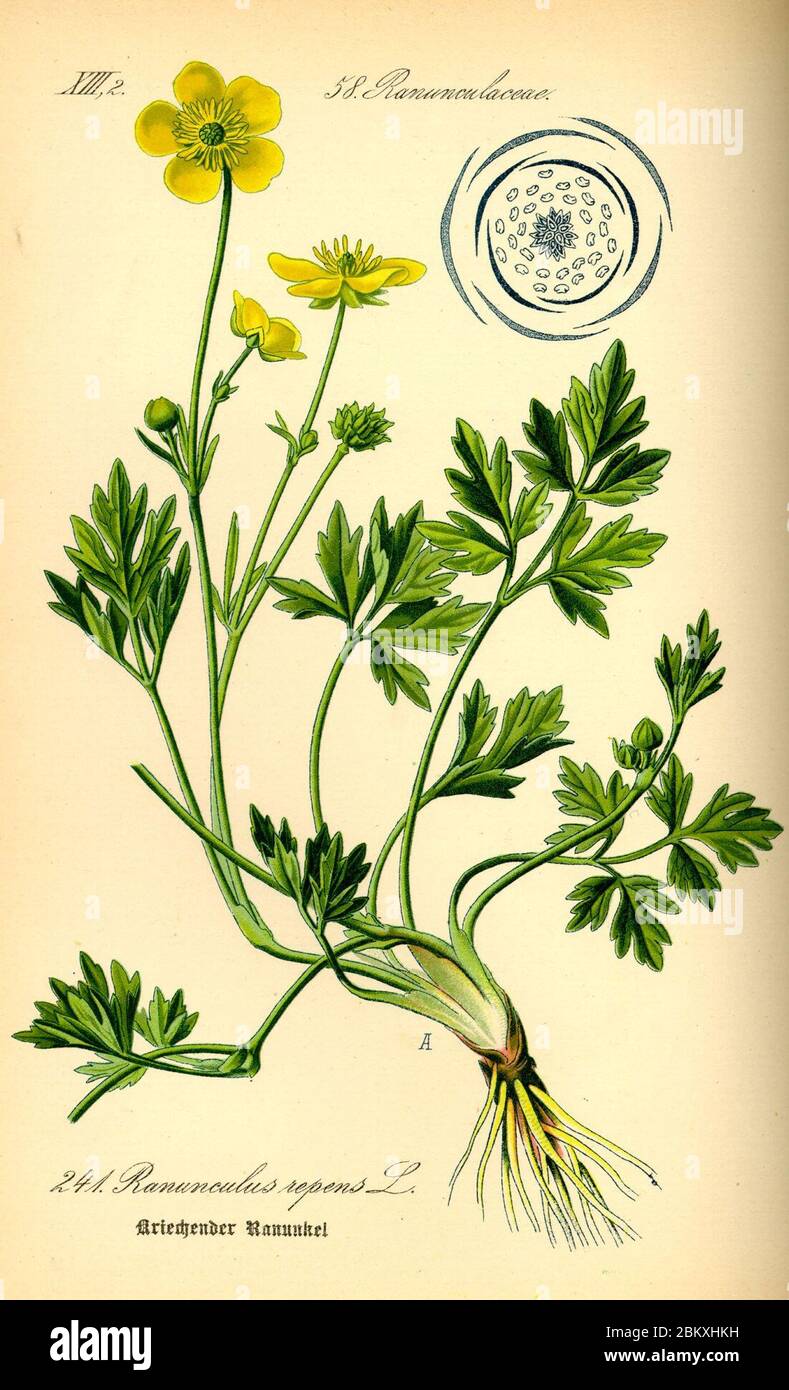 Illustration Ranunculus repens0 Stock Photo - Alamy