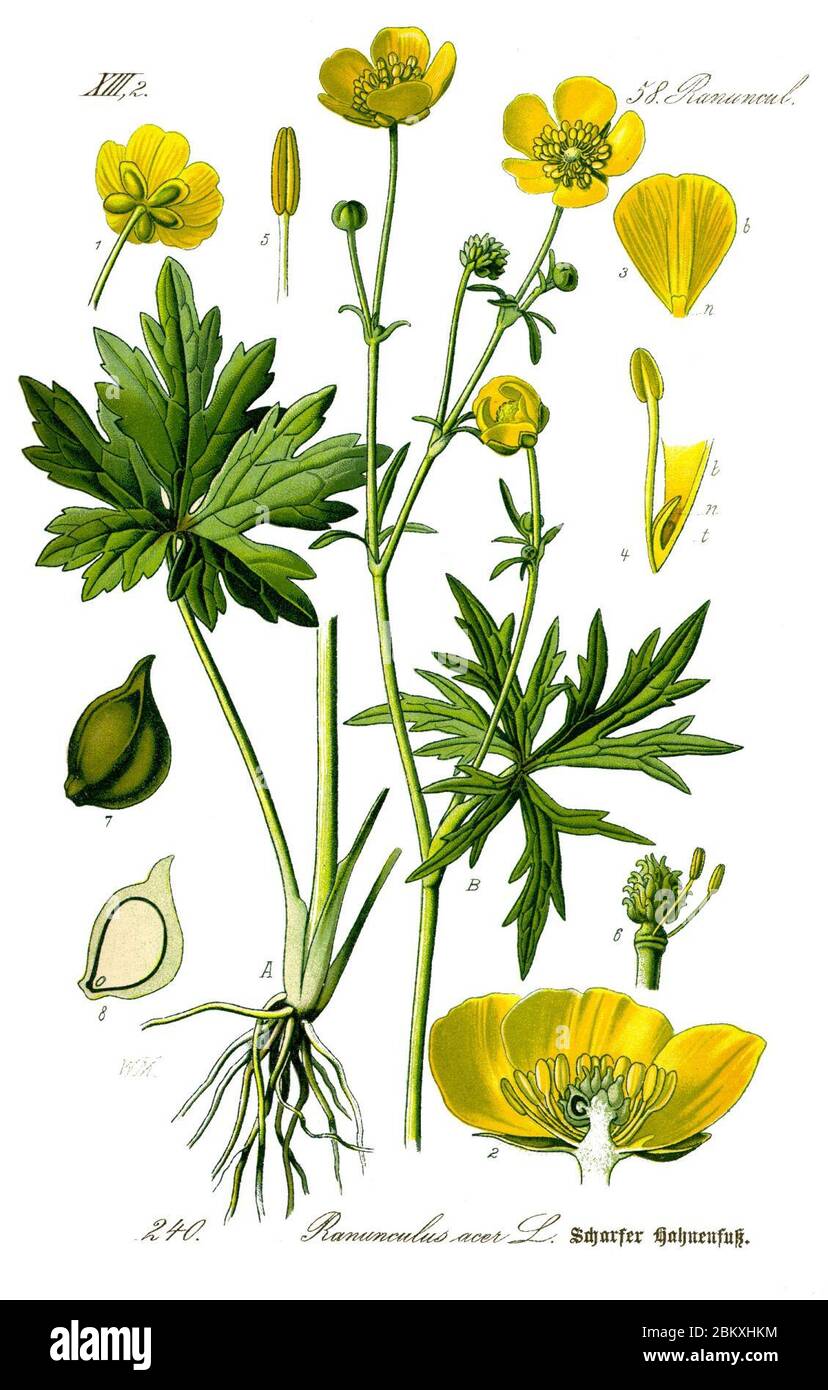 Illustration Ranunculus acris0 clean Stock Photo - Alamy