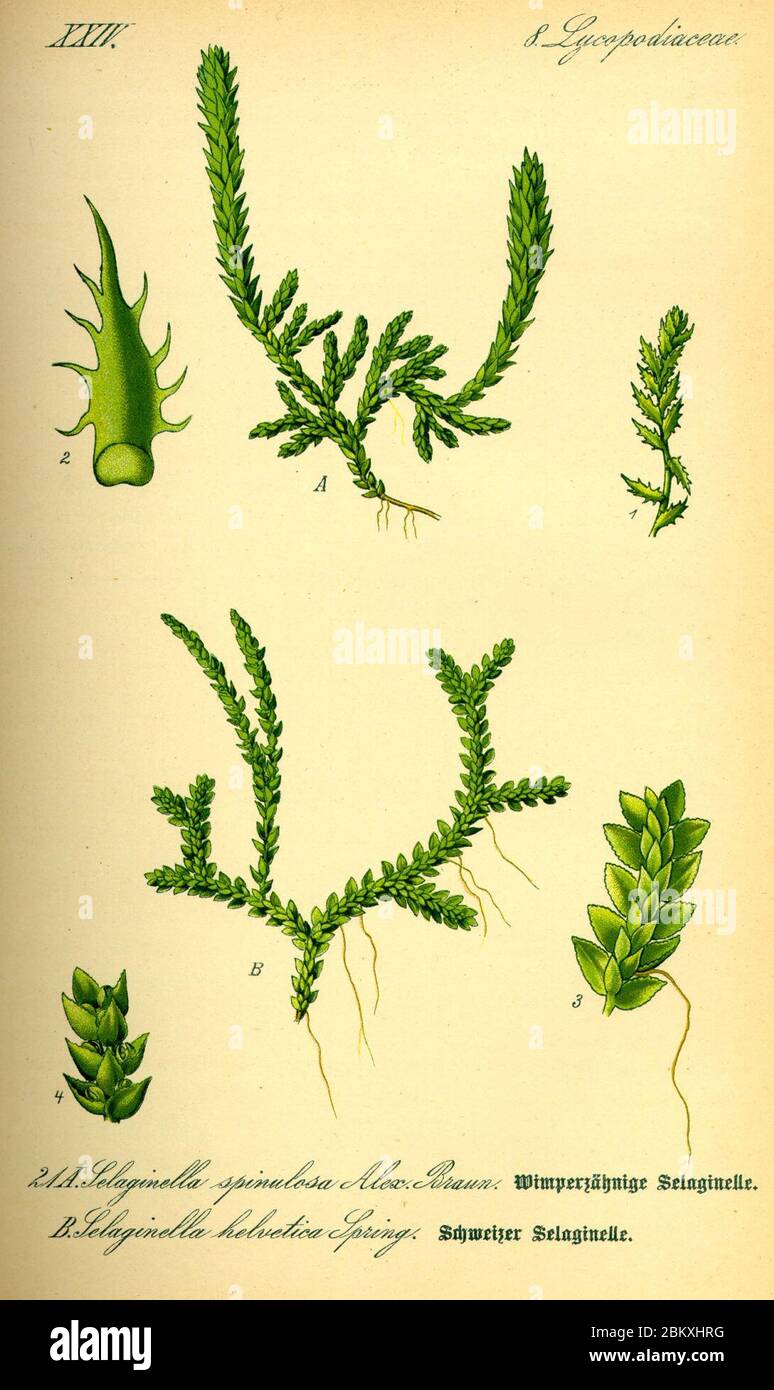 Illustration Selaginella selaginoides0 Stock Photo - Alamy