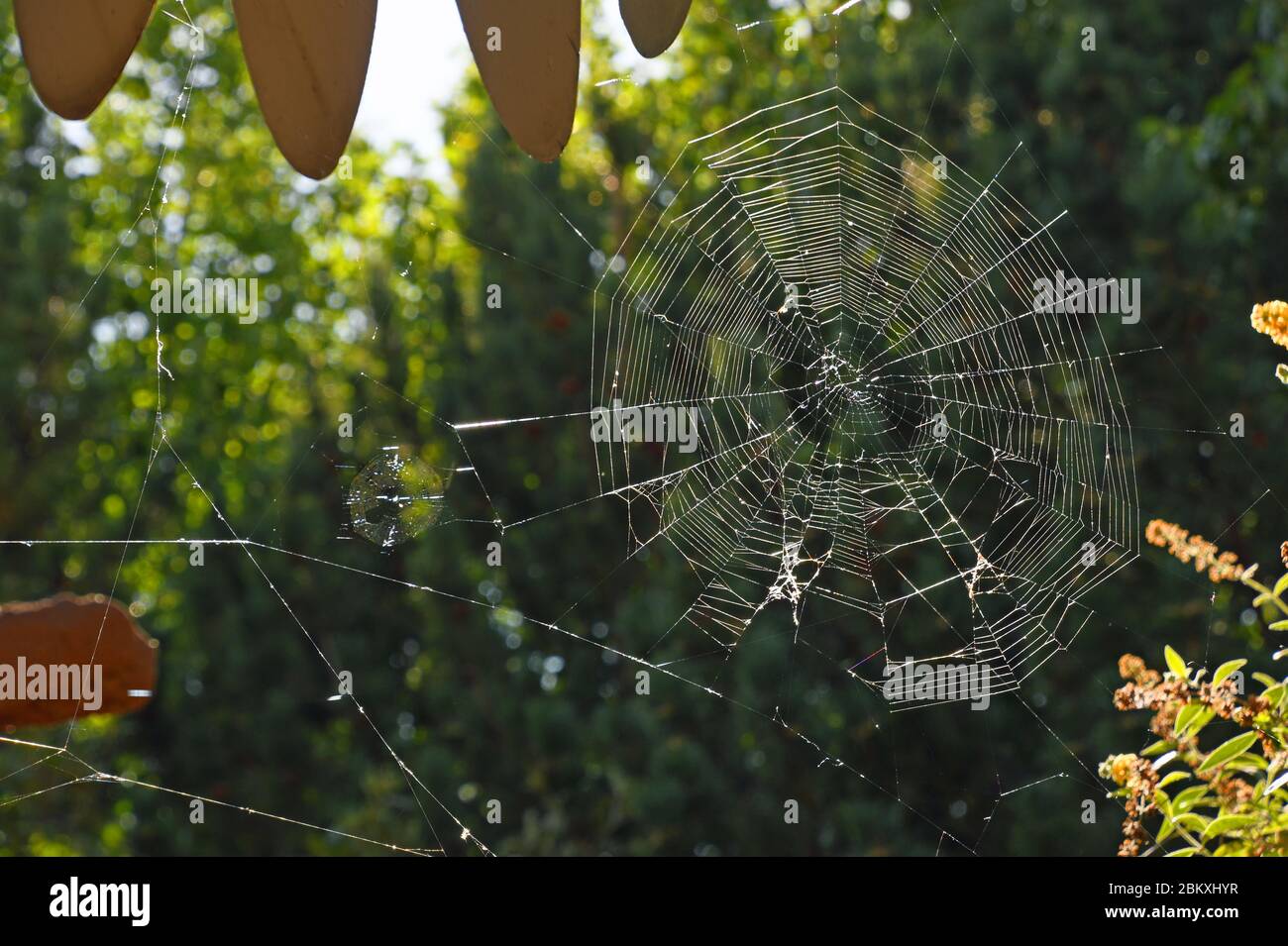 Transparent spider hi-res stock photography and images - Alamy